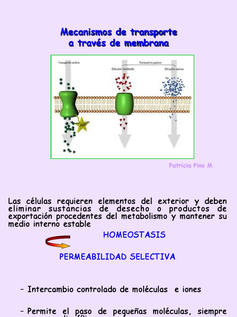 04 Mecanismos de Transporte | PDF | Biología Celular | Bioquímica