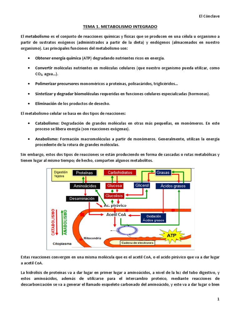 Tema 1. Metabolismo Integrado | PDF | Trifosfato de adenosina | Tejido adiposo