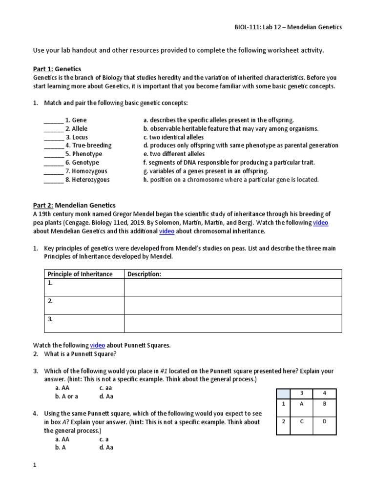 Biol-111 - Mendelian Genetics Worksheet | PDF | Dominance (Genetics ...