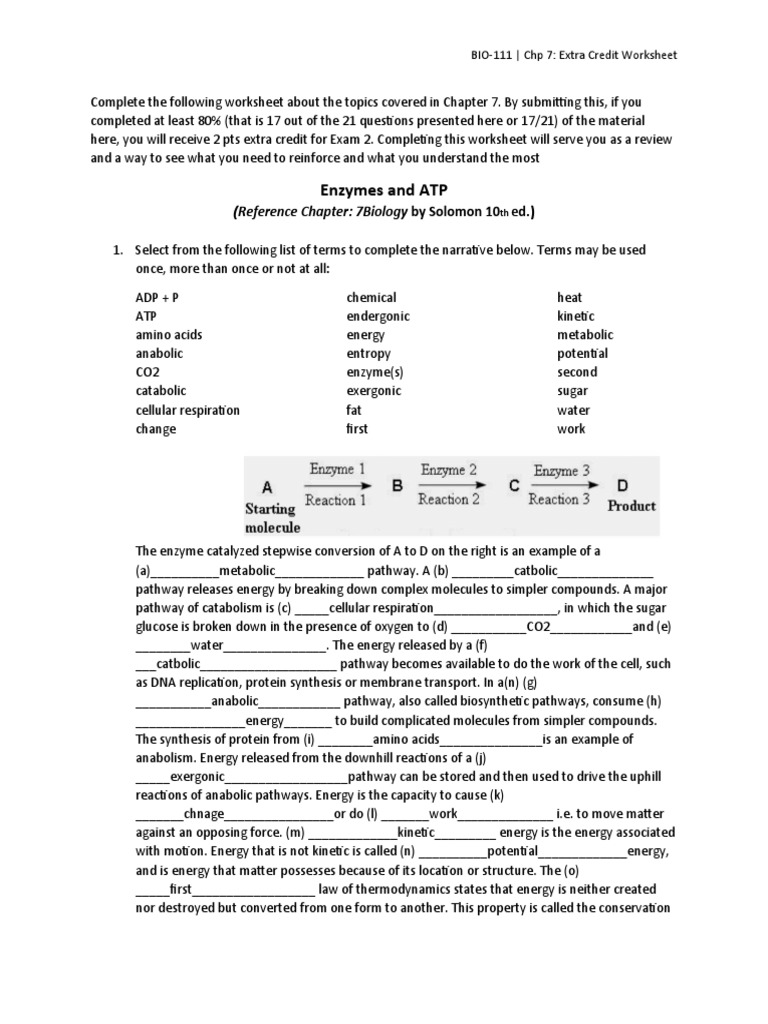 CHP 7 - Enzymes and Energy Activity - Extra Credit | PDF