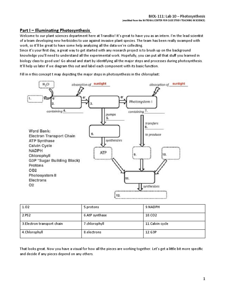 Biol-111 - Photosynthesis Worksheet | PDF