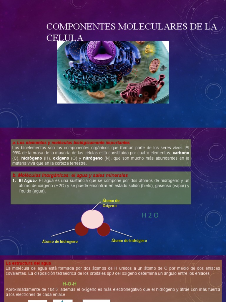 Componentes Moleculares de La Celula (G2) | PDF | Polisacárido ...