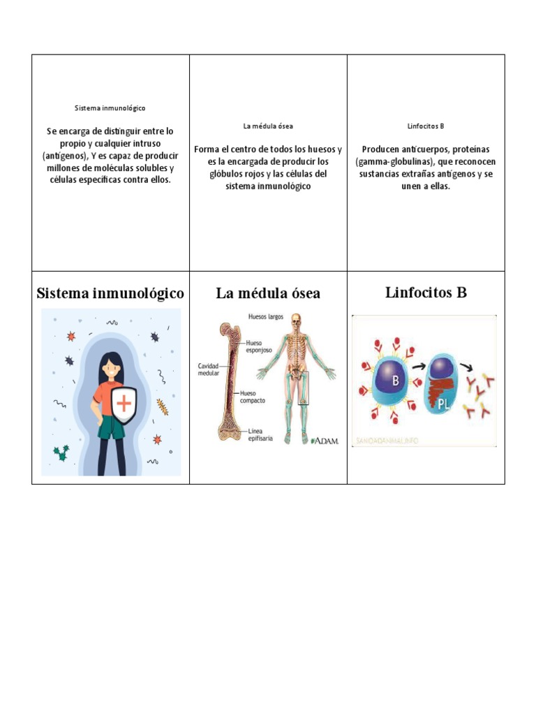 Sistema Inmunológico, Memorama | PDF | Sistema inmune | Linfocitos