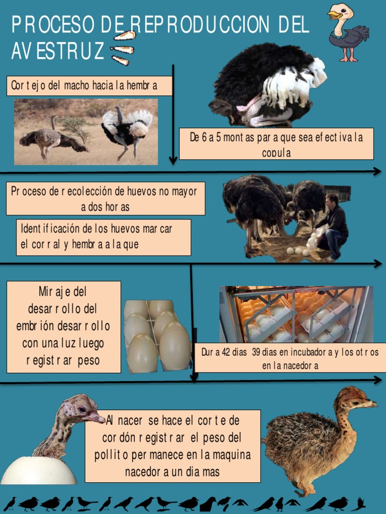 Avestruz Infografia | PDF