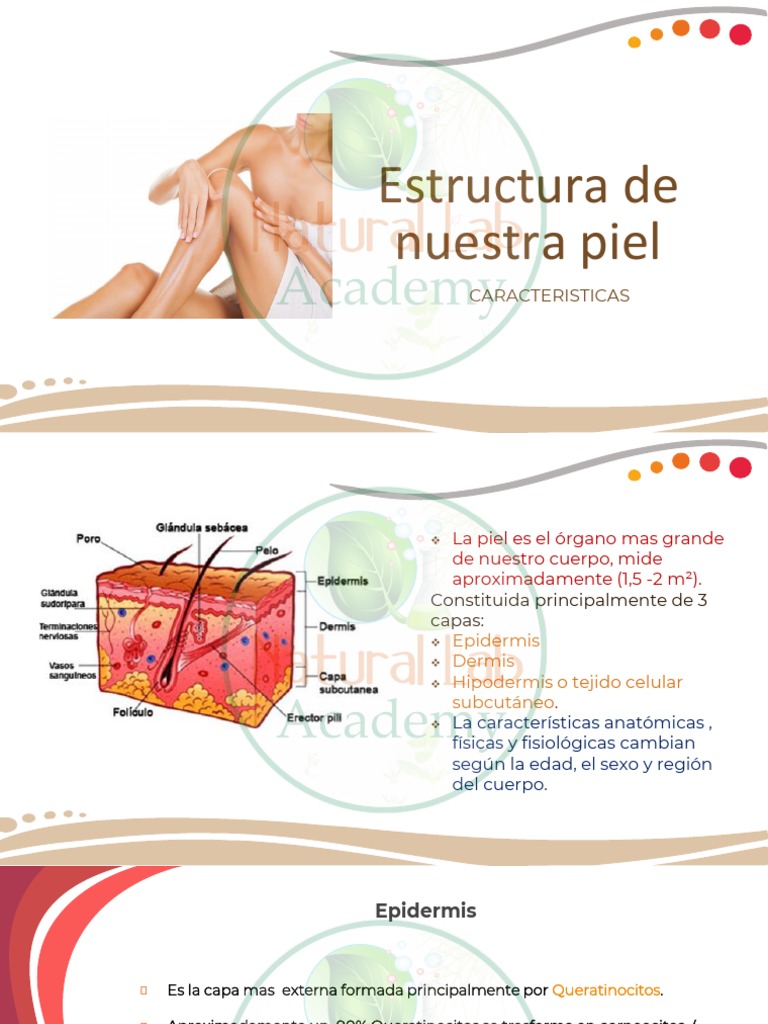 Tipos de Pieles | PDF | Piel | Epidermis