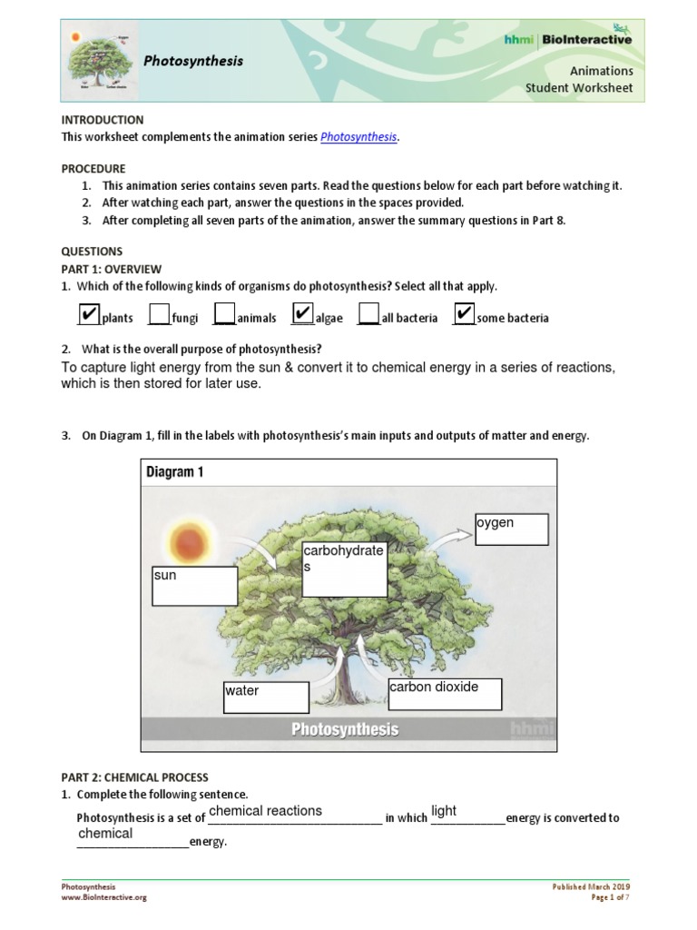 Photosynthesis Animation Worksheet | PDF | Photosynthesis | Physiology