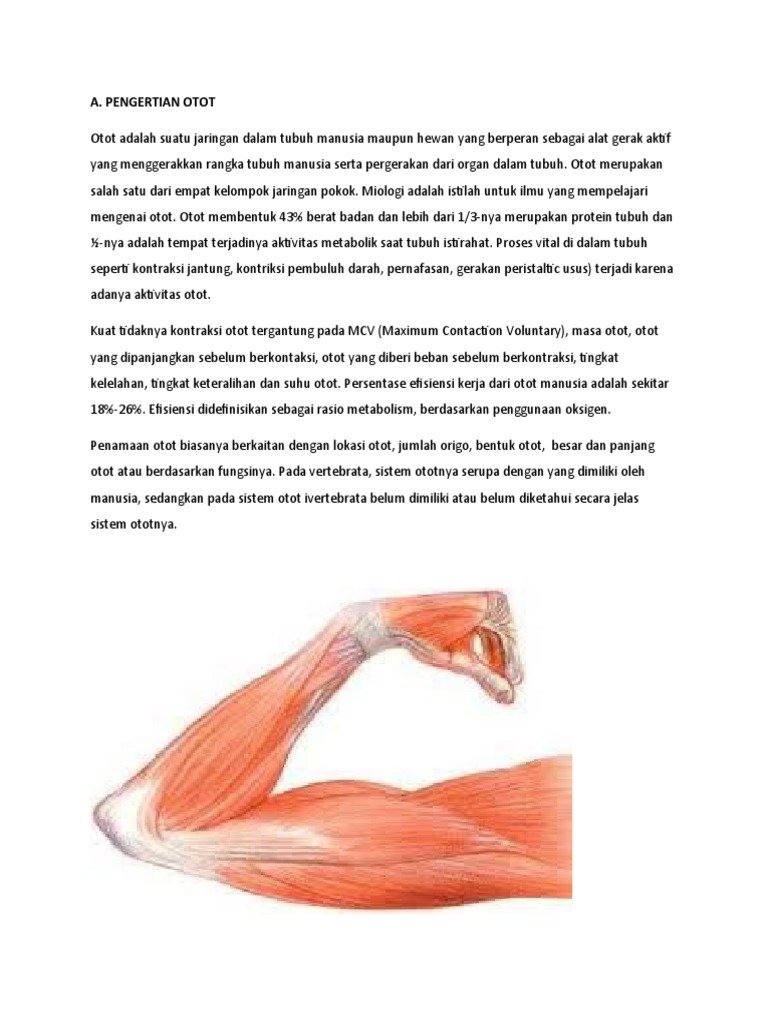 Materi Otot | PDF | Sains & Matematika