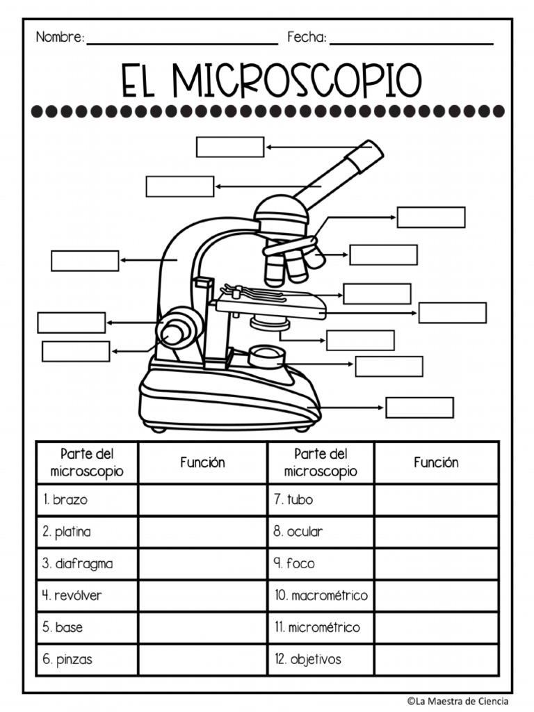 Hojas de Tarea El Microscopio 2 | PDF