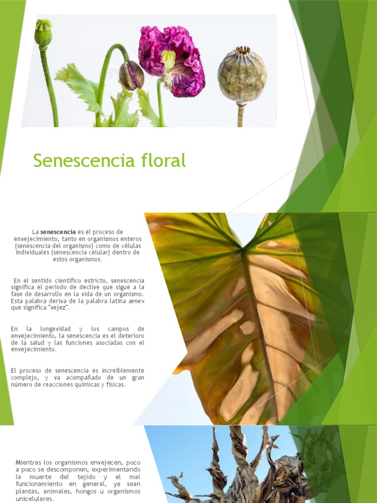 Senescencia Floral 2022 | PDF | Senectud | Envejecimiento