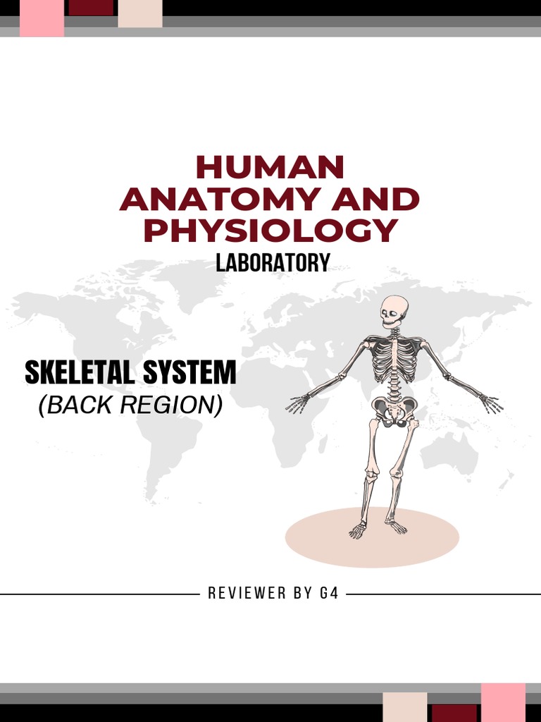 Largest Unfused Vertebrae Explained | PDF | Vertebra | Vertebral Column