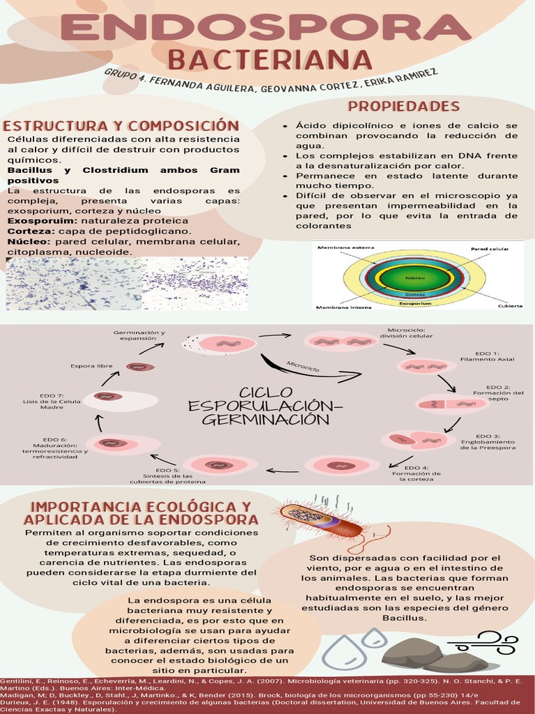 Grupo 4 - Endospora | PDF | Las bacterias | Biología Celular)