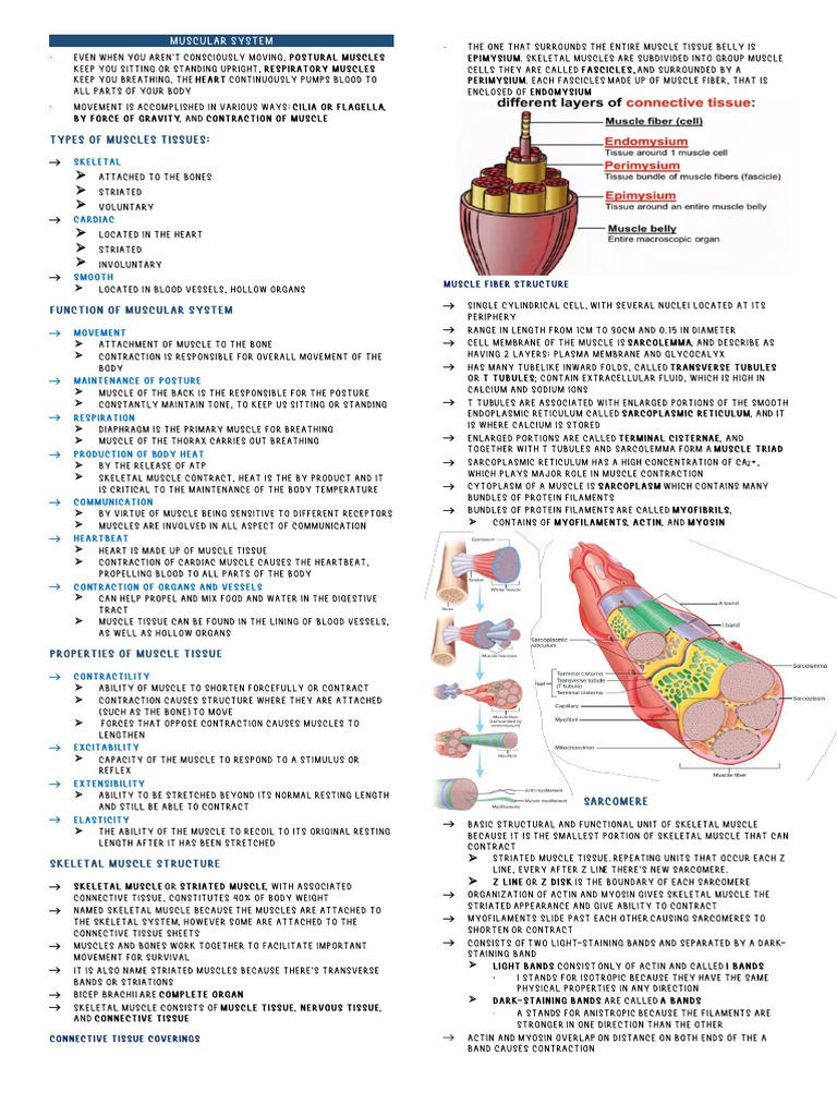 Muscular System | PDF