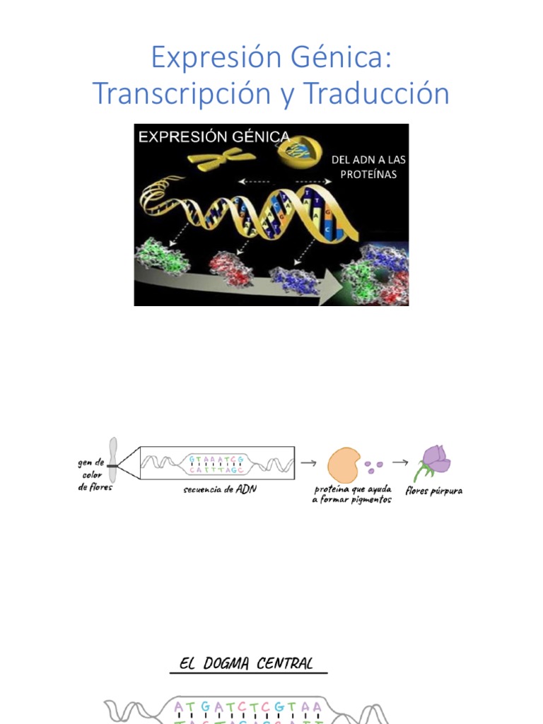 Transcripción y Traducción del ADN | PDF | Rna | Traducción (biología)