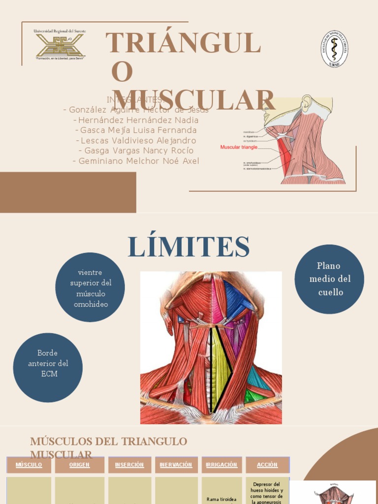 Triángulo Muscular | PDF | Anatomía humana | Cabeza y cuello humanos