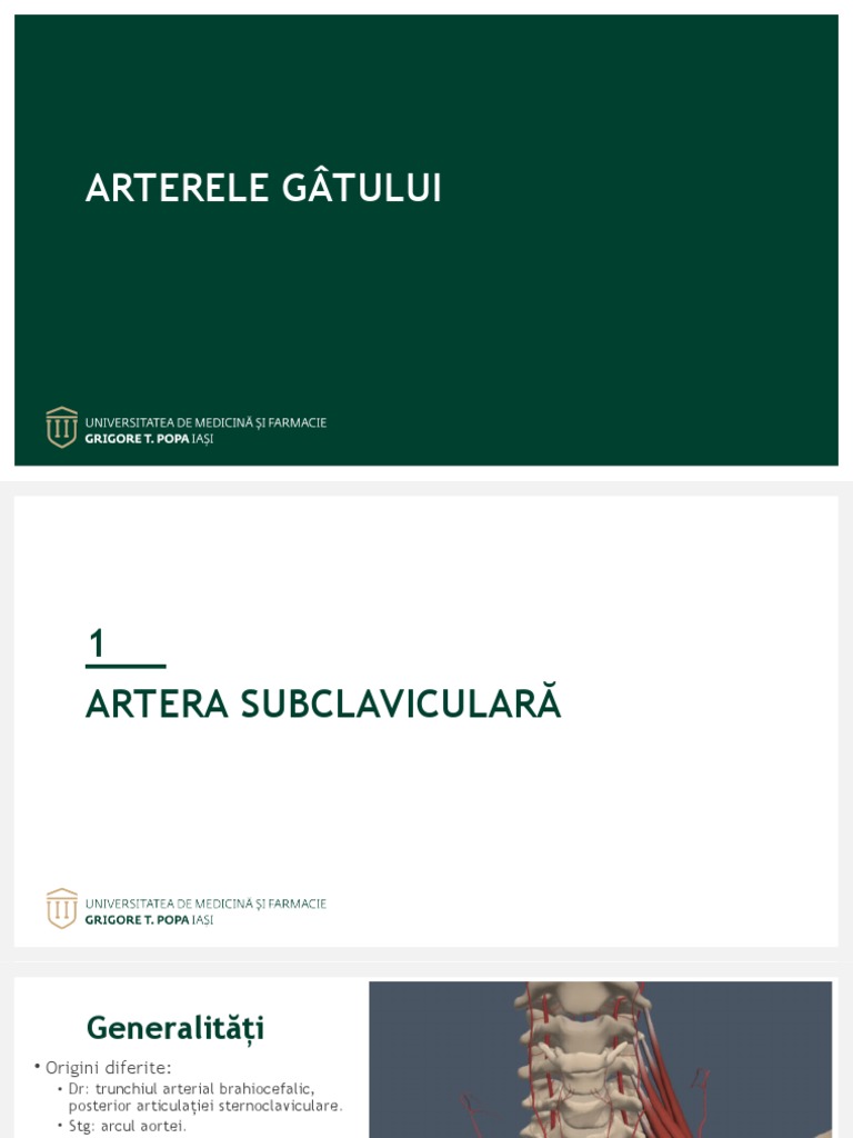 LP12 Arterele Gâtului 2 | PDF