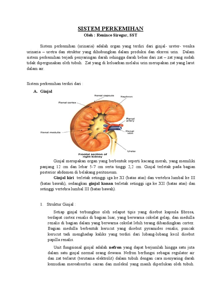 Sistem Perkemihan | PDF