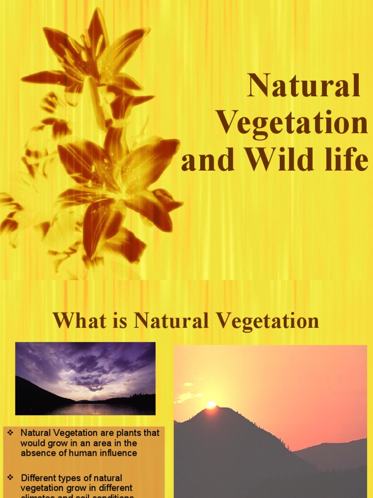 Natural Vegetation and Wild Life | PDF | Forests | Tropics