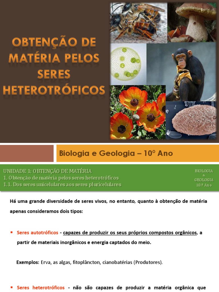 Heterotrofia: Obtenção de Matéria | PDF | Membrana celular | Fosfolipídeo