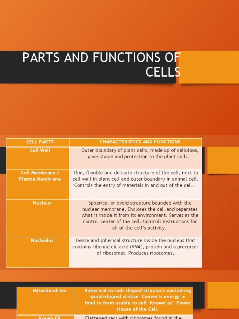 Cell Parts and Their Functions Explained | PDF | Cell (Biology) | Cytoplasm