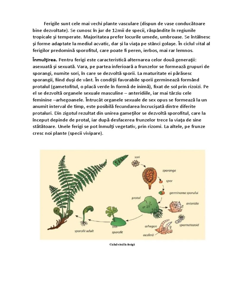 Ferigile Sunt Cele Mai Vechi Plante Vasculare | PDF