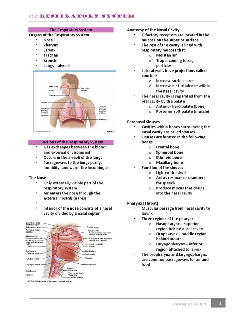 Respiratory System - Reviewer | PDF | Lung | Respiratory Tract