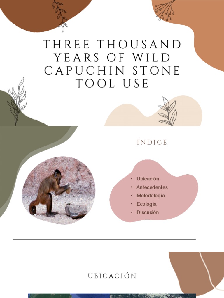 Three Thousand Years of Wild Capuchin Stone Tool Use | PDF | Paleolítico | pleistoceno