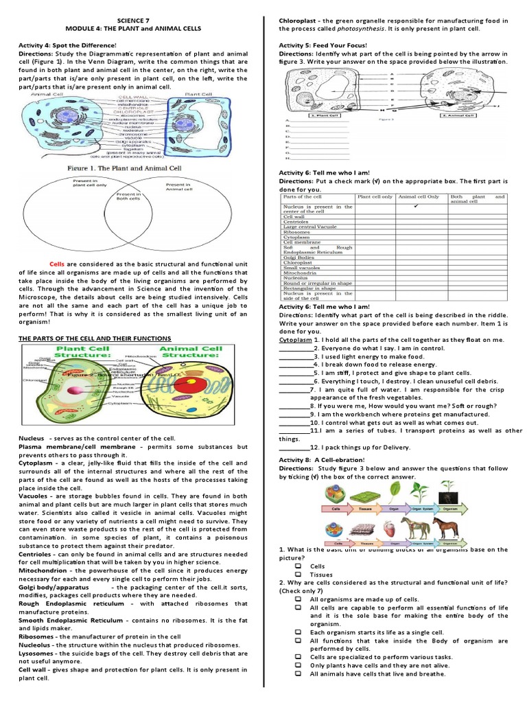 The Plant and Animal Cells | PDF | Cell (Biology) | Vacuole