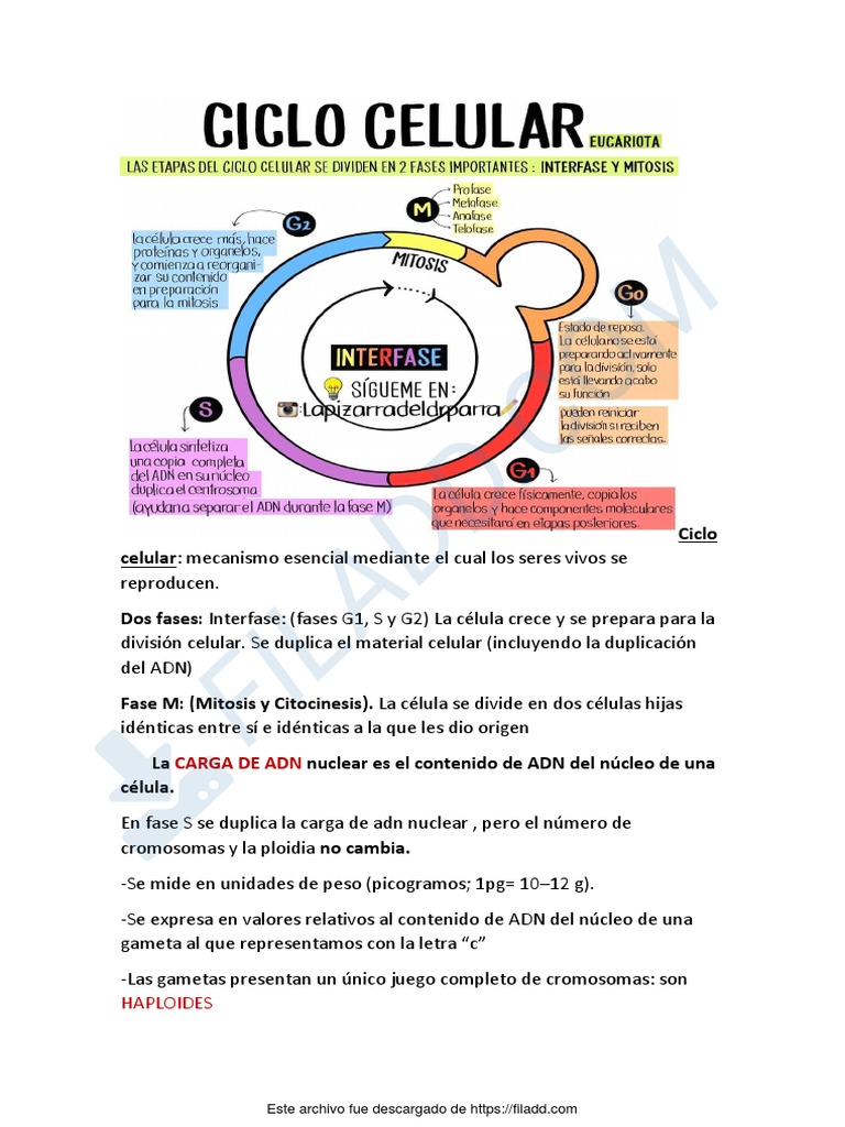 Ciclo Celular | PDF | Ciclo celular | P53