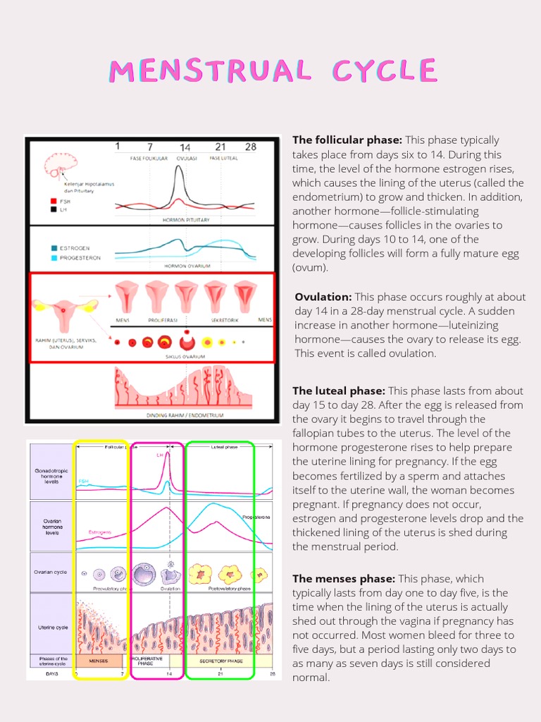 Menstrual Cycle | PDF