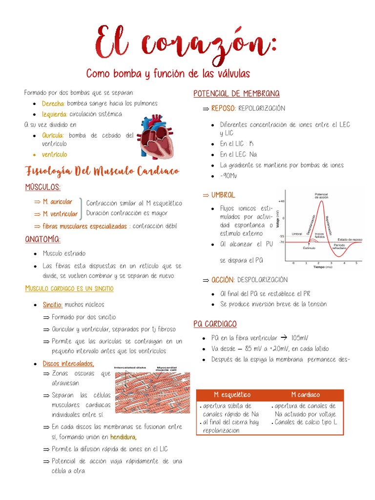CARDIO 1 - GUYTON Cap 9 | PDF | Ventrículo (corazón) | Canal de iones
