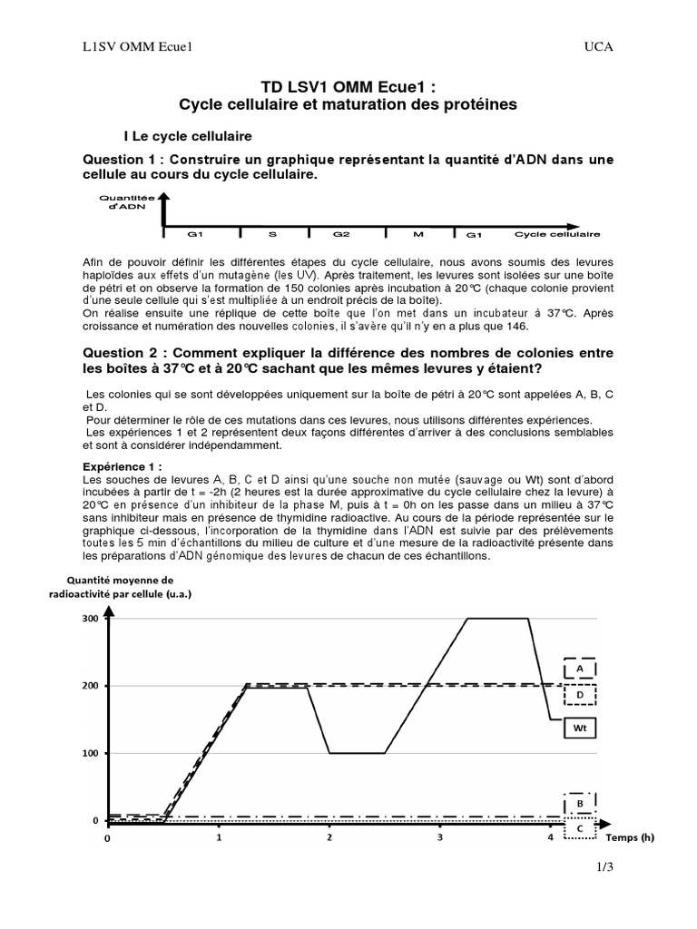 Cycle cellulaire et protéines : études mutantes | PDF | Levure ...