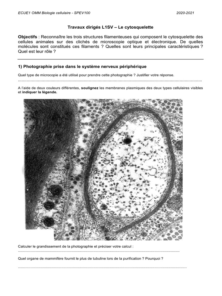 TD Le Cytosquelette Polycope | PDF | Cellule (Biologie) | Microtubule