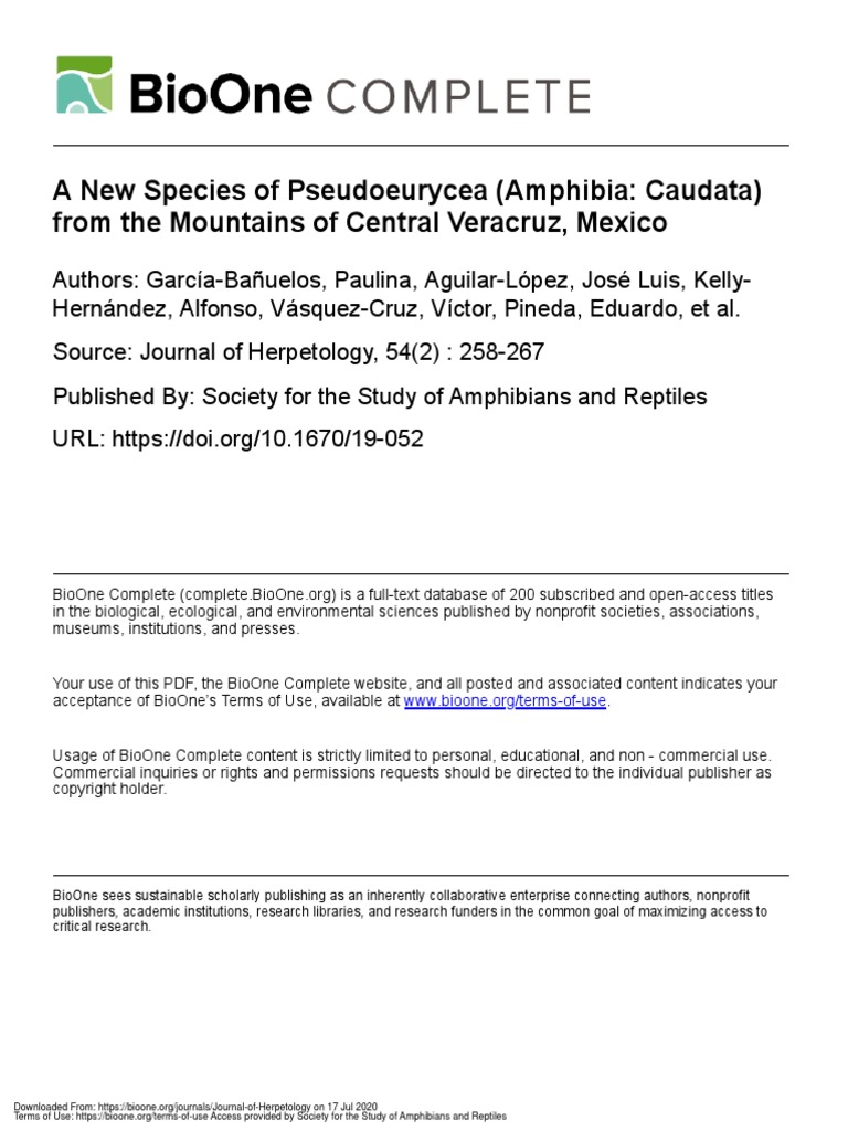 A New Species of Pseudoeurycea (Amphibia: Caudata) From The Mountains ...