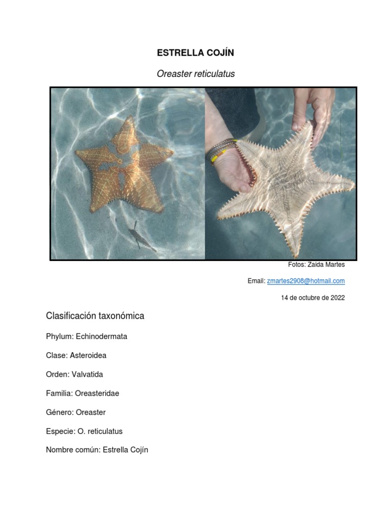 Estrella Cojín: Características y Hábitat | PDF | Organismos