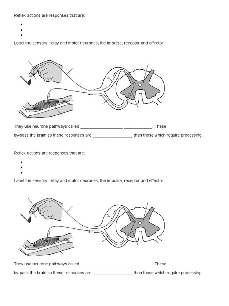 Blank Diagram of The Reflex Arc To Label With Text | PDF