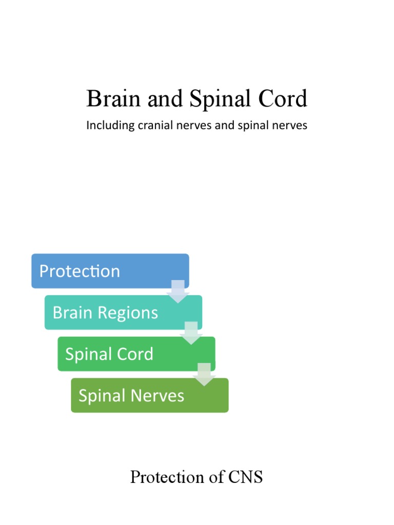 Chapter 8 - Brain and Spinal Cord | PDF | Spinal Cord | Motor Neuron