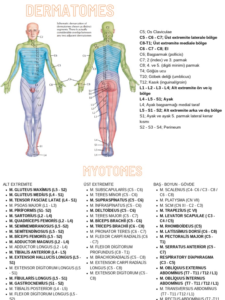 Dermatom | PDF | Lower Limb Anatomy | Musculoskeletal System