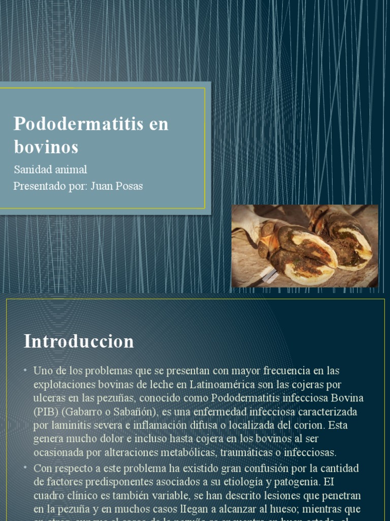 Pododermatitis en Bovinos | PDF | Vacas | Causas de la muerte