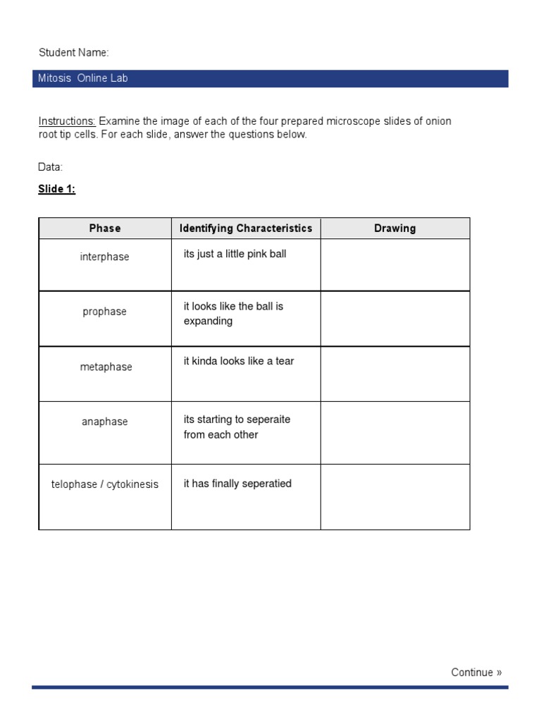 Onion Root Tip Mitosis Lab Analysis | PDF | Mitosis | Genetics