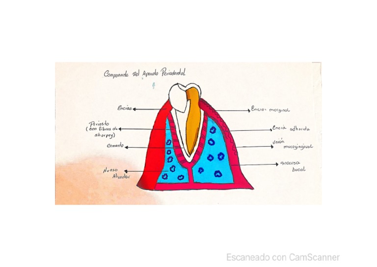 Dibujo de Introducción A La Odontología | PDF
