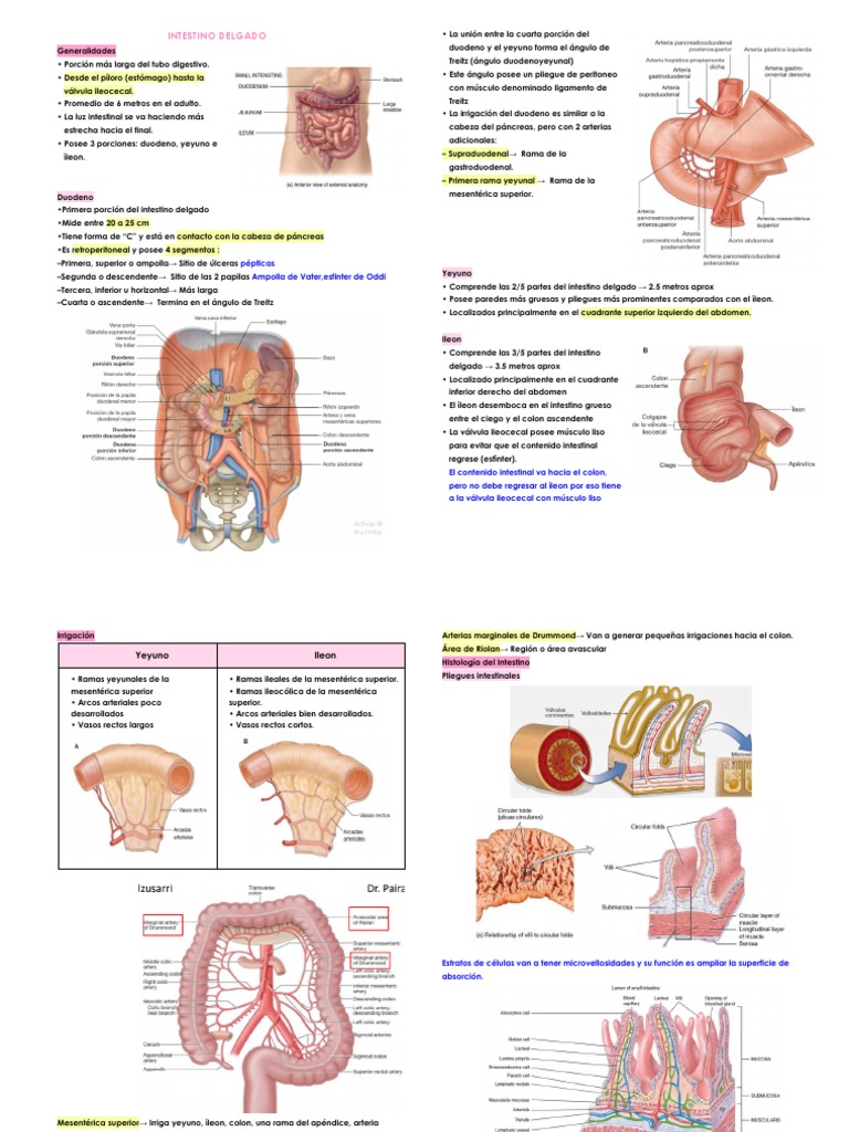 Intestino Delgado | PDF | Tracto gastrointestinal | Intestino grueso