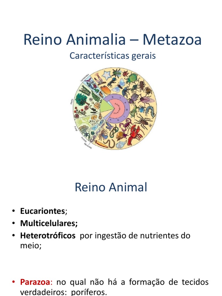 Reino Animalia - Metazoa | PDF