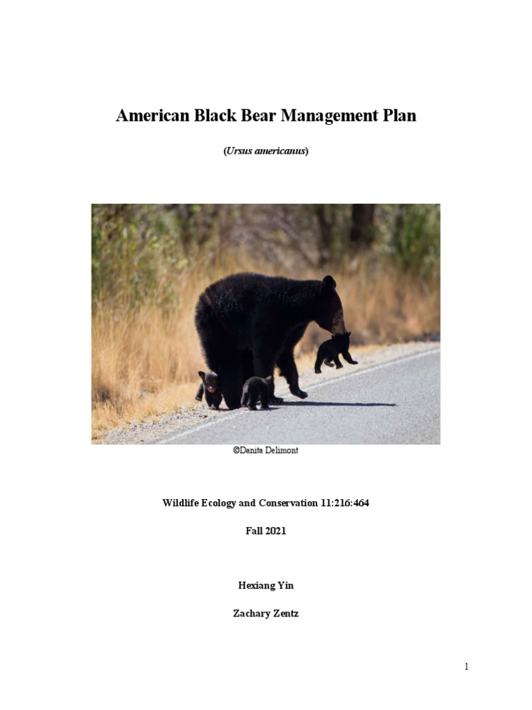 American Black Bear | PDF | Bears | Hunting