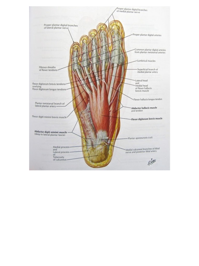 Foot Anatomy Ref Diagram | PDF