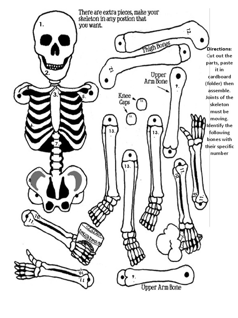 Assemble Your Cardboard Skeleton | PDF | Skeleton | Musculoskeletal System