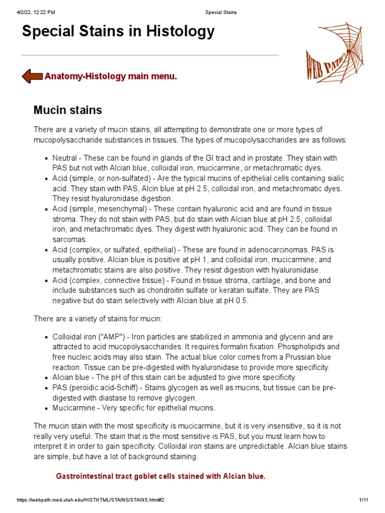 Special Stains | PDF | Staining | White Blood Cell