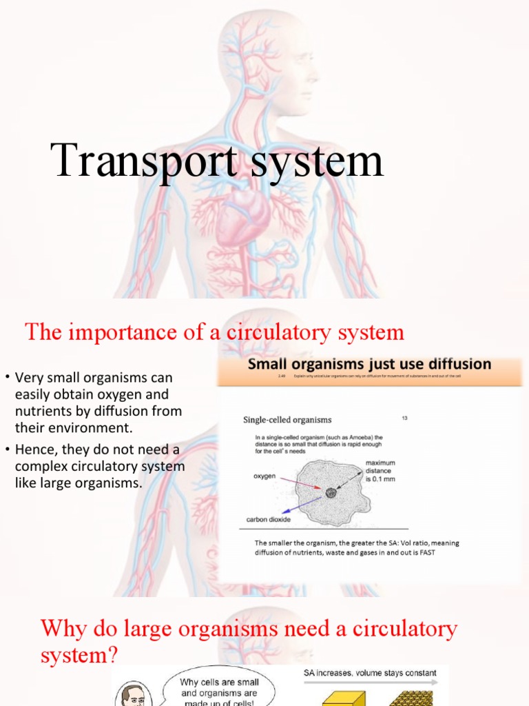 Grade 9 Human Circulatory System OFFICIAL | PDF | Heart | Atrium (Heart)