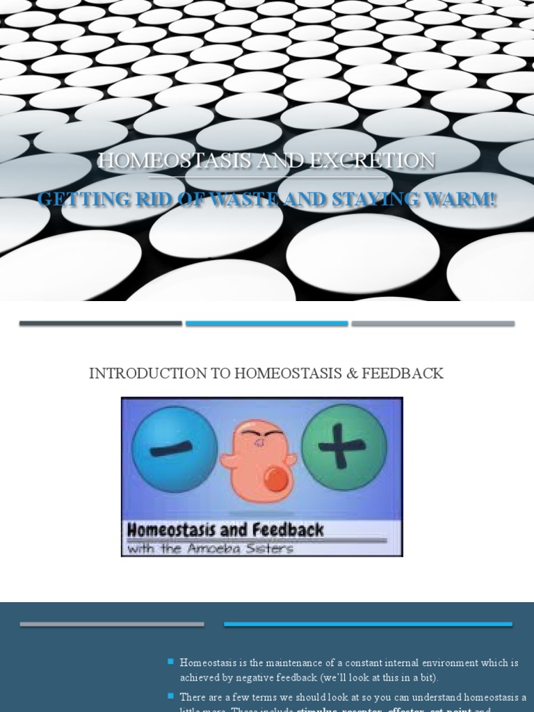 Homeostasis & Excretion Presentation - Student | PDF | Kidney | Excretion