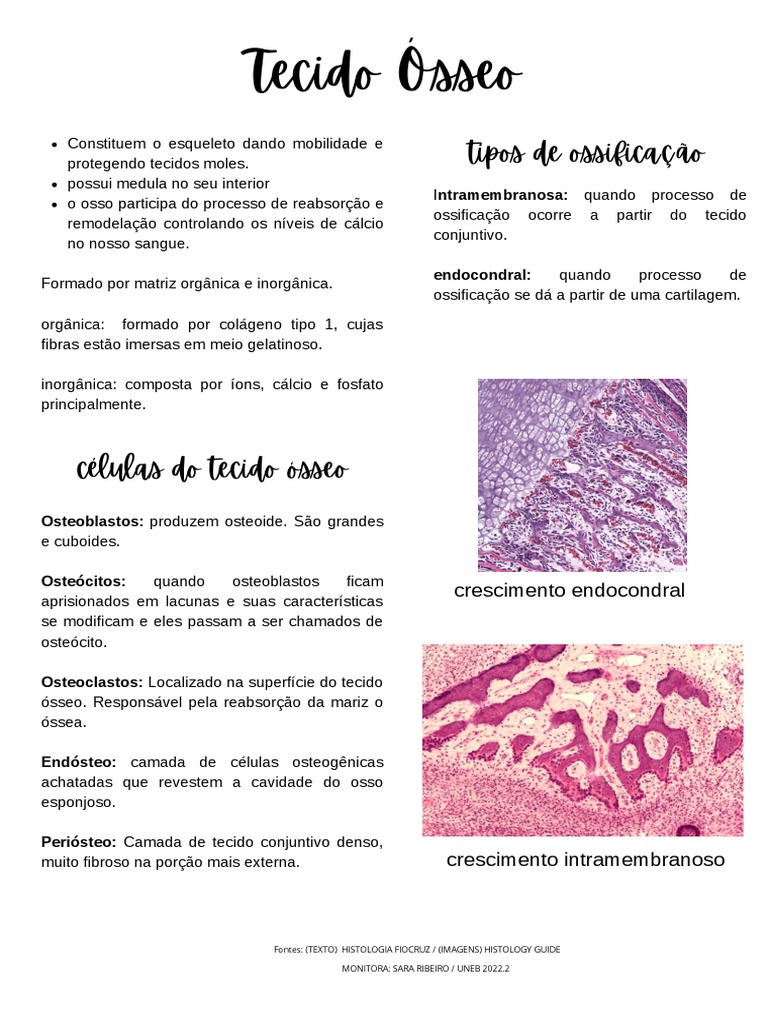 Tecido Ósseo - Resumo | PDF