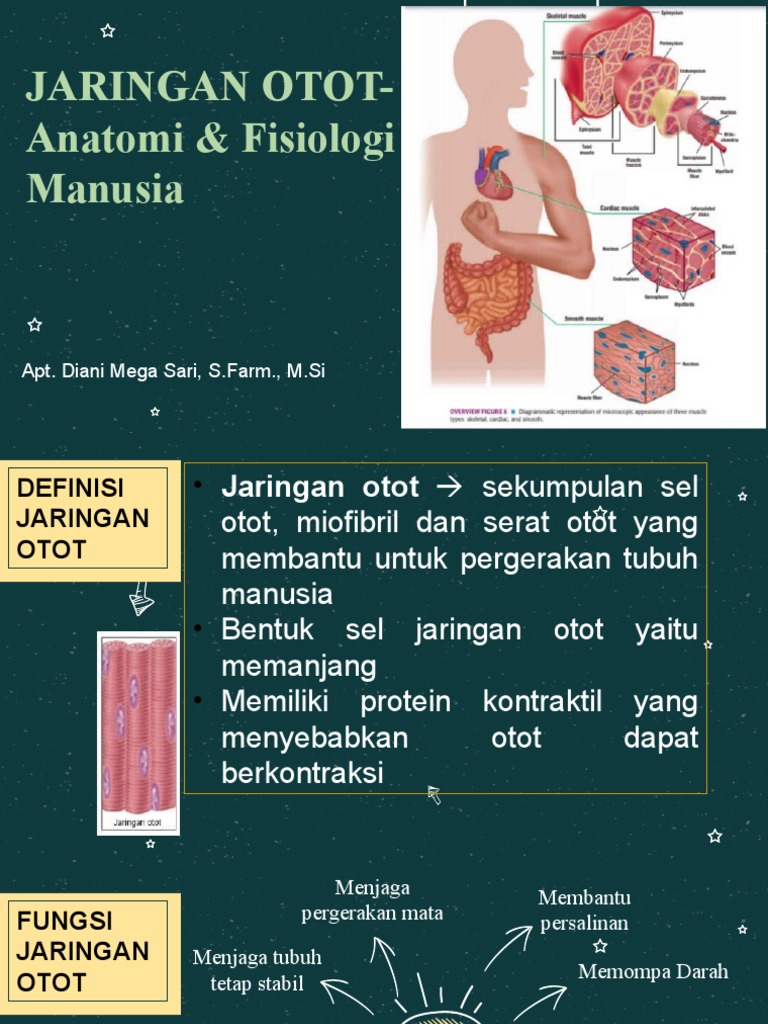 Jaringan Otot | PDF